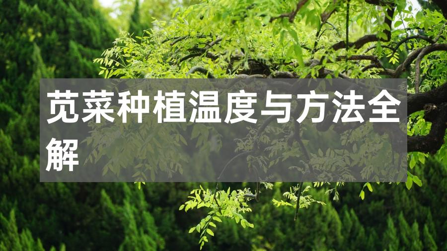 苋菜种植温度与方法全解